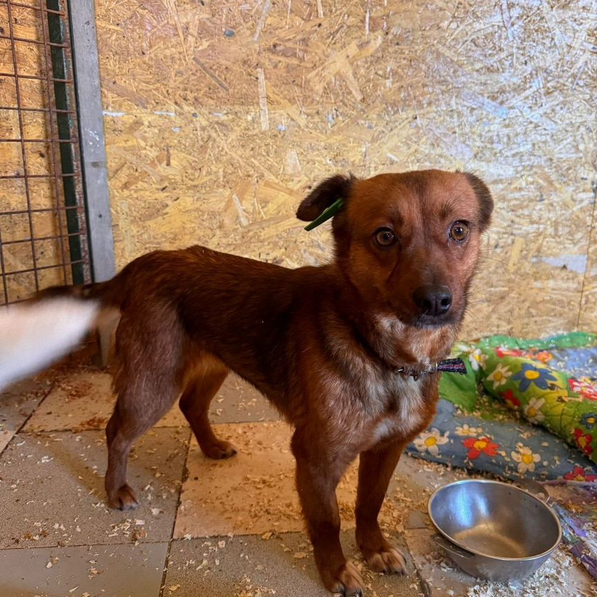 Собака девочка