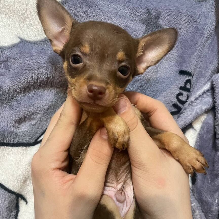 Русский той-терьер, щенок