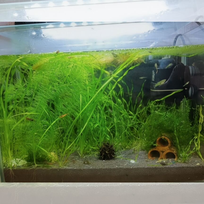 Аквариумная прополка