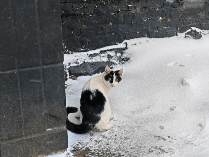 Спасите брошенного кота