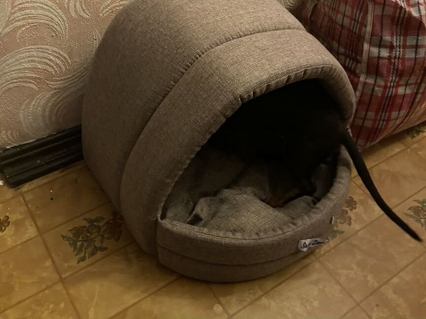 Собачий домик