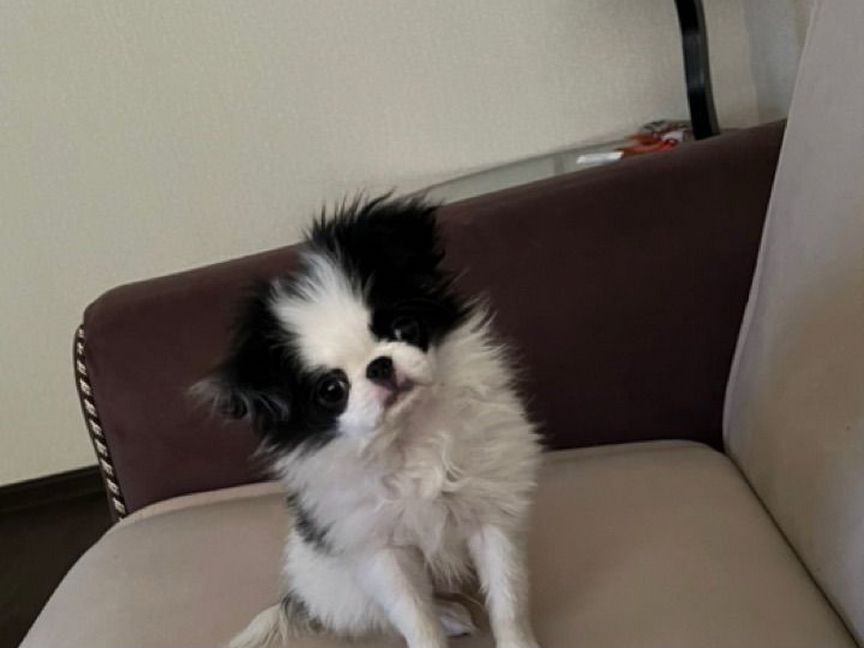 Щенки японский хин