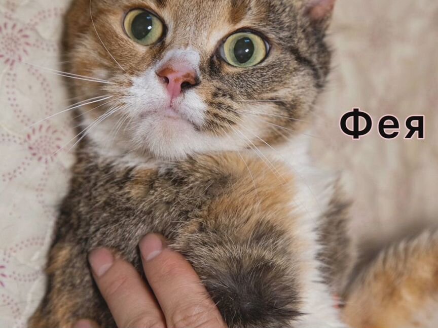 Хозяйка умерла, Ласковая кошка Фея ищет дом