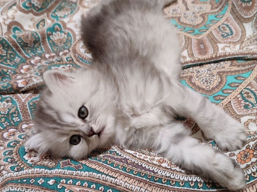 Шотландские вислоухие котята