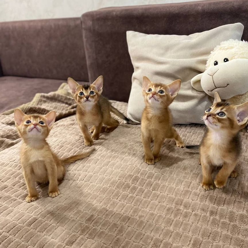 Абиссинские котята