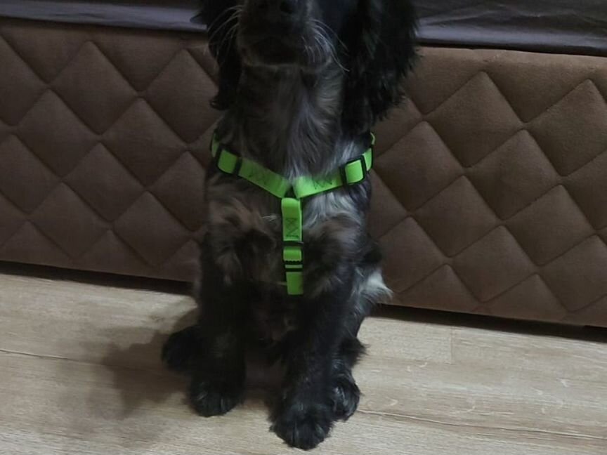 Непромокаемая шлейка для щенка Wau Dog Waterproof