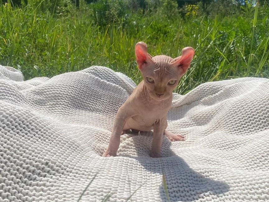 Котенок Эльф