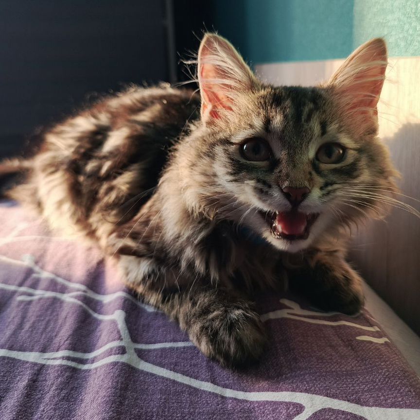 Сибирская кошка, взрослая