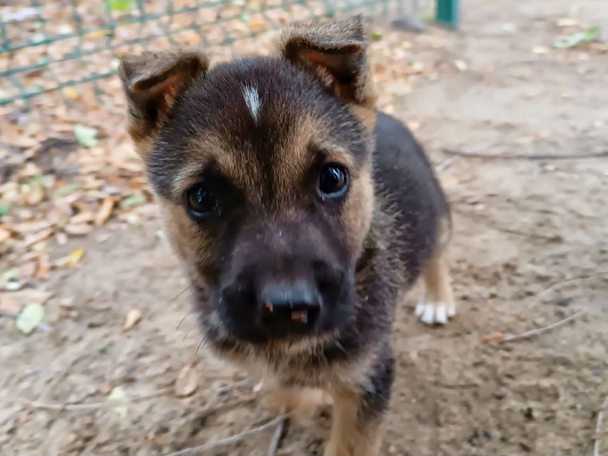 Щенок собака в добрые руки бесплатно кобель