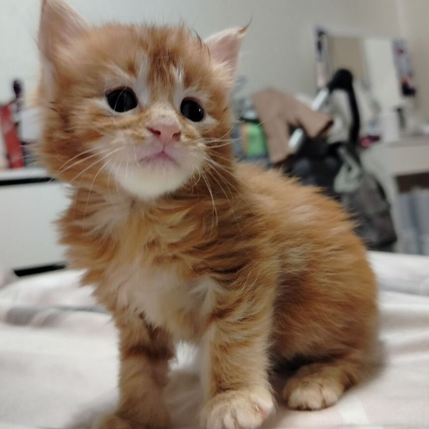 Майкун рыжий котенок