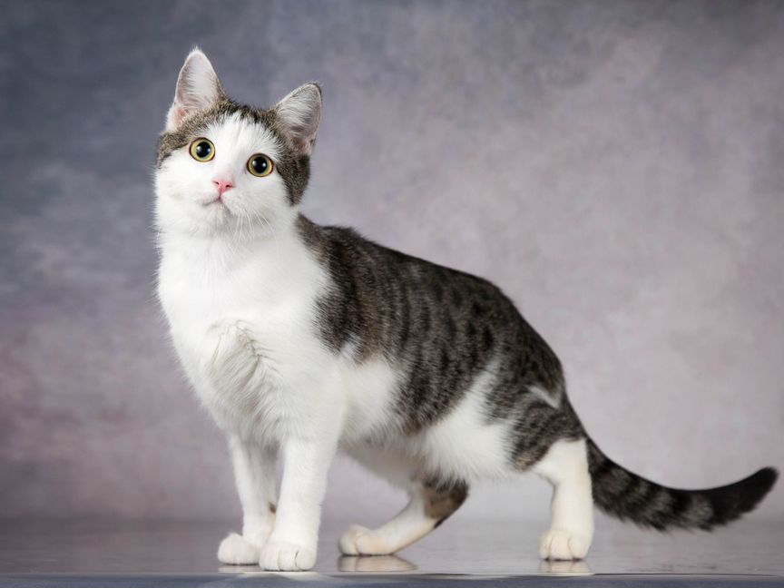 Котёнок-подросток девочка Аша