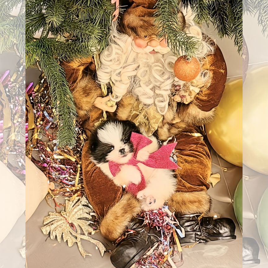 Померанский шпиц, щенок