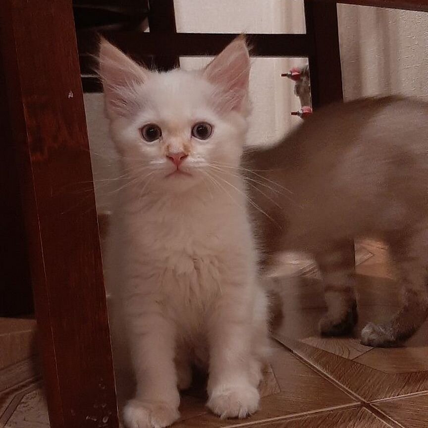 Котята, очень классные