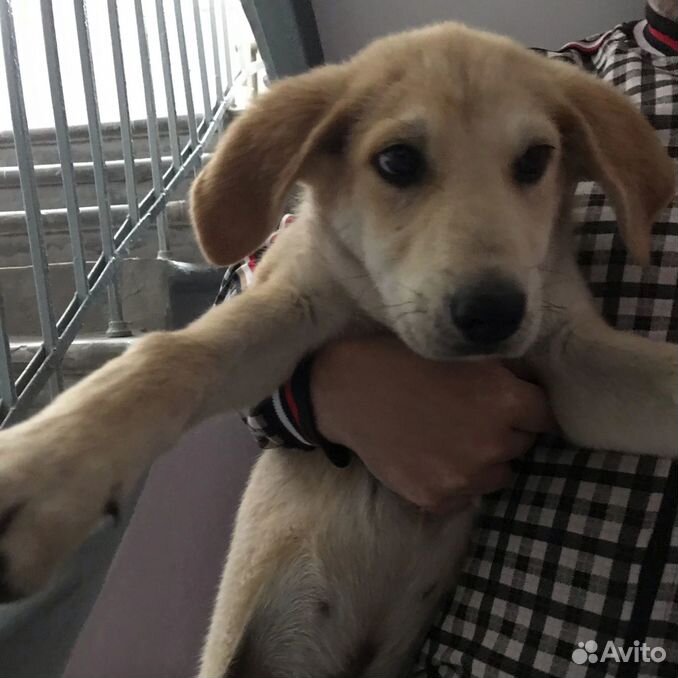 Барбос в добрые руки