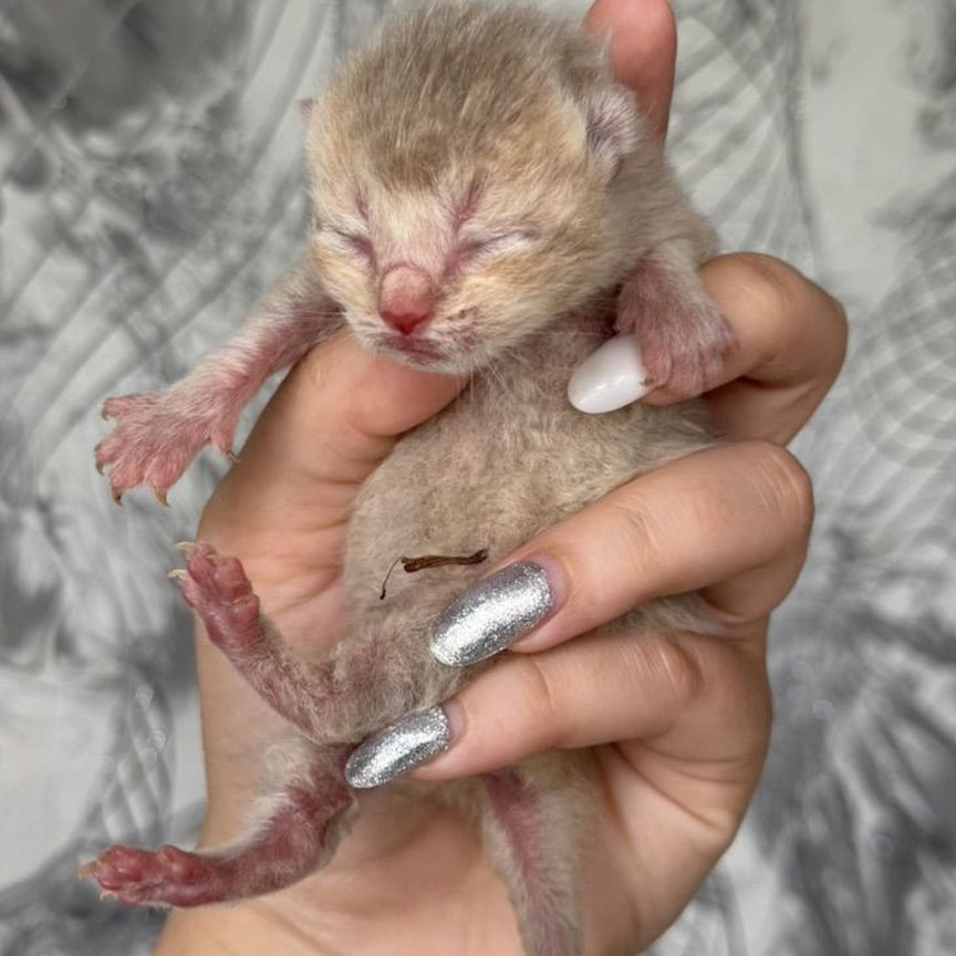 Шотландский прямоухий короткошёрстный котёнок