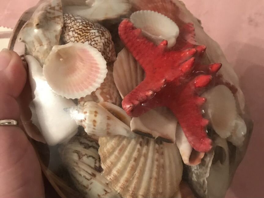 Дно для аквариума ракушки морская звезда