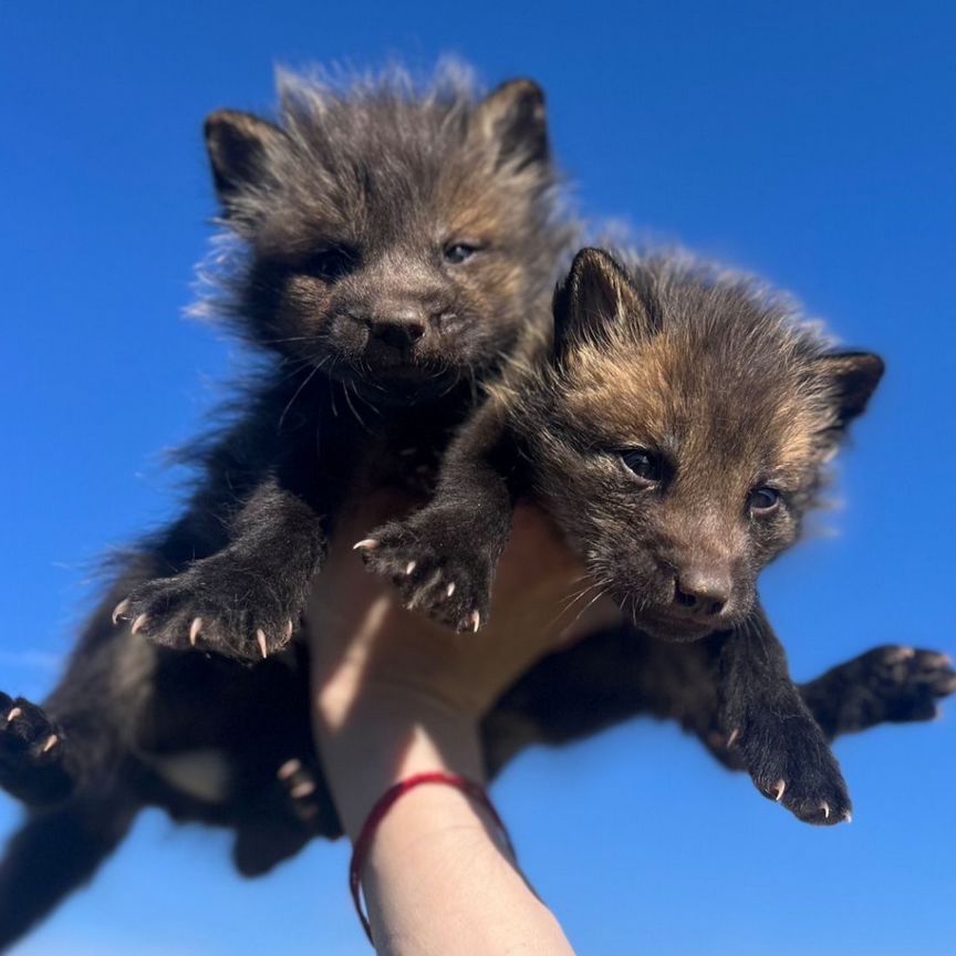 Чихуахуа, щенок