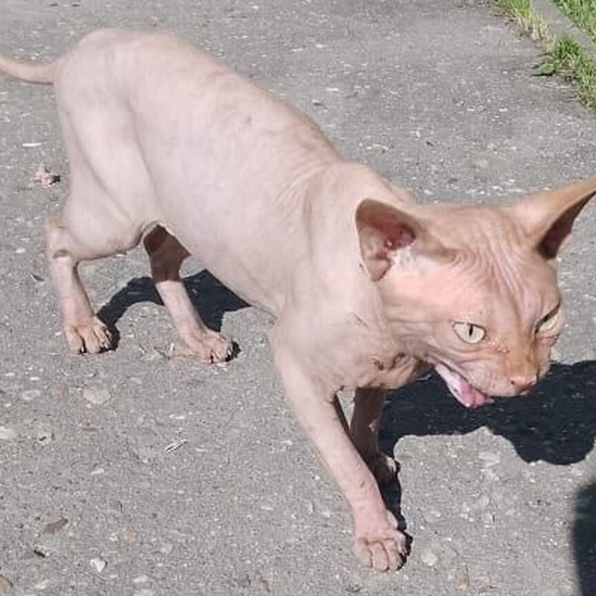 Кот сфинкс