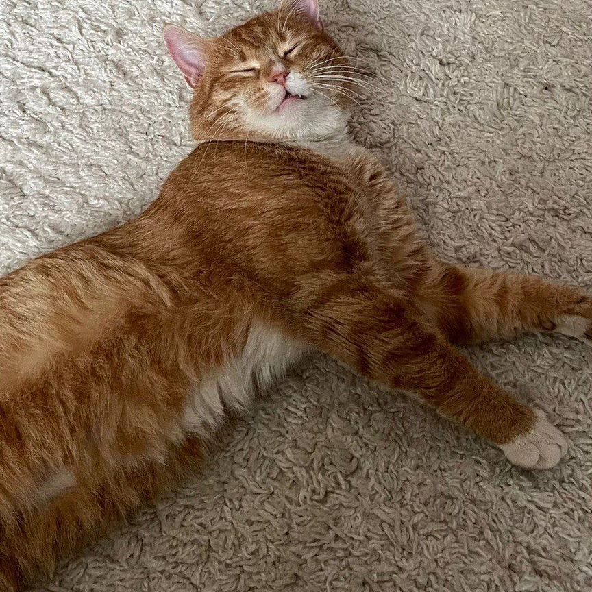 Котик Манго, 4 года