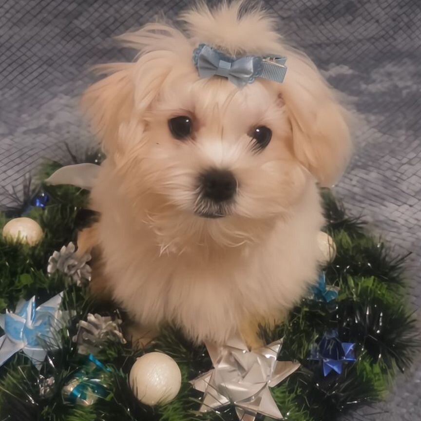 Мальтийская болонка, щенок