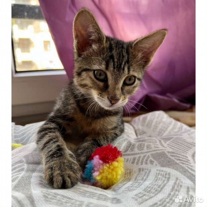 Котëнок табби девочка 2 мес