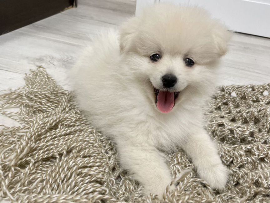 Немецкий шпиц