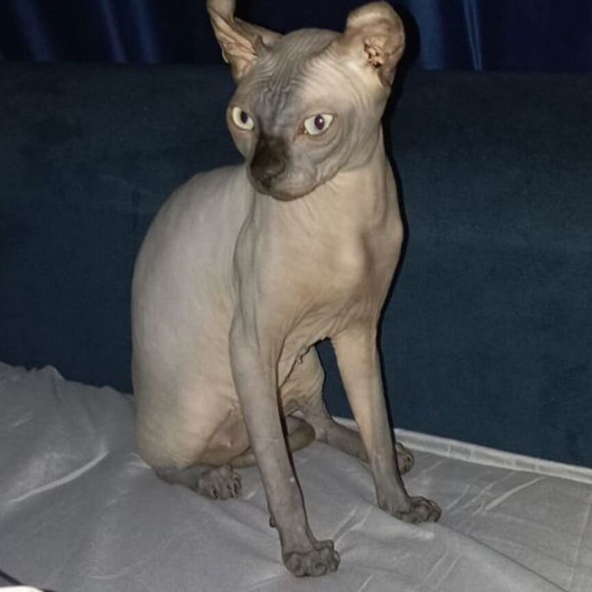 Канадский сфинкс эльф котенок