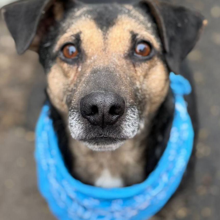 Взрослая собака в добрые руки