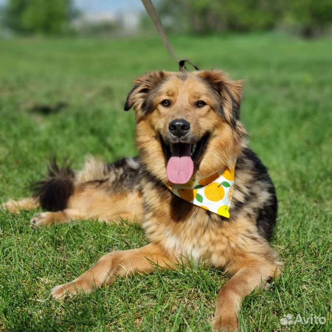 Молодой пёс станет лучшим другом