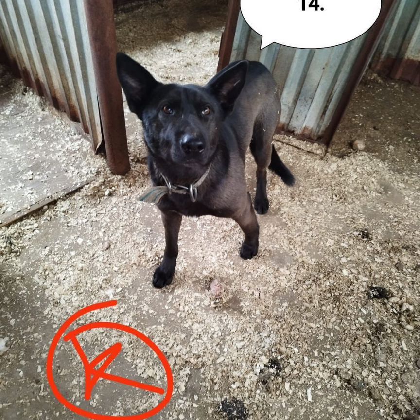 Собака в добрые руки