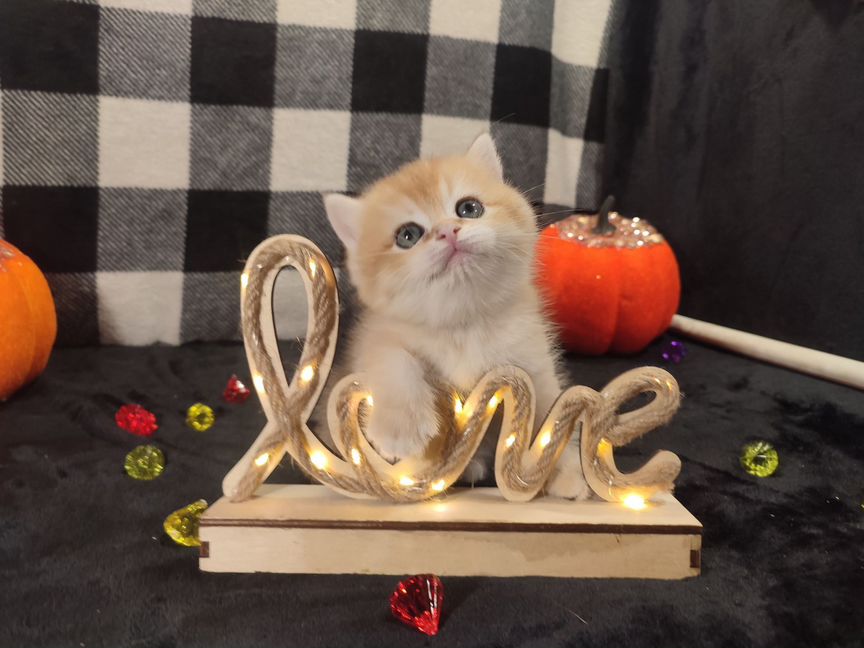 Британские котята золотая шиншилла