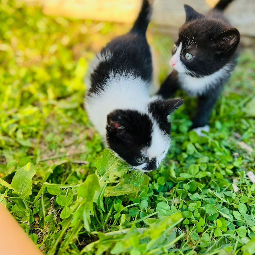 Котята в добрые руки приучены к лотку