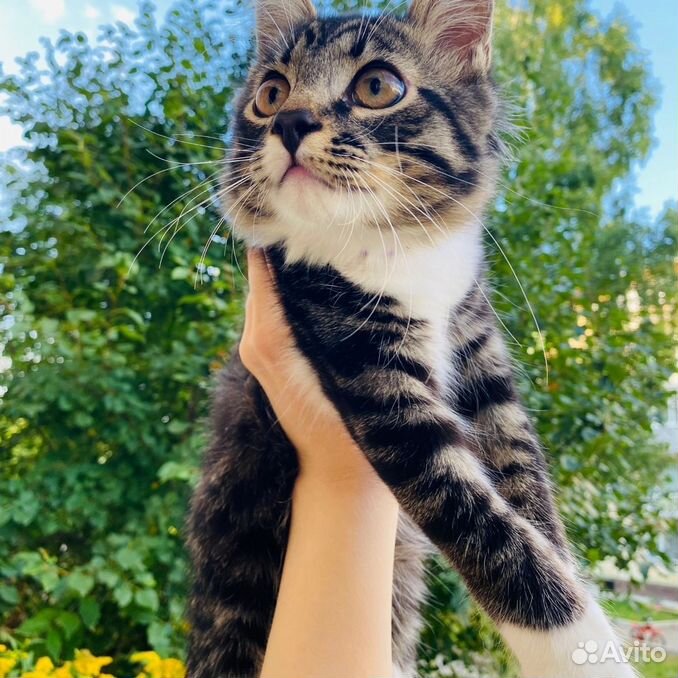 Чудесный котомалыш в Добрые руки
