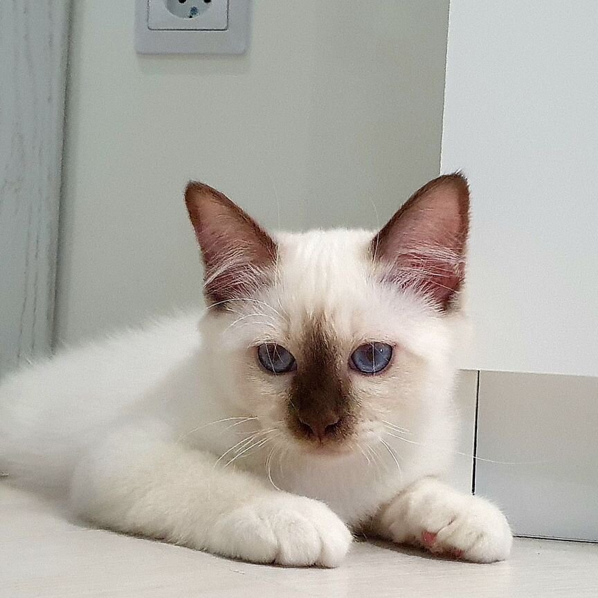 Котята священная бирма