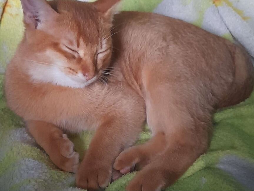 Абиссинский котенок