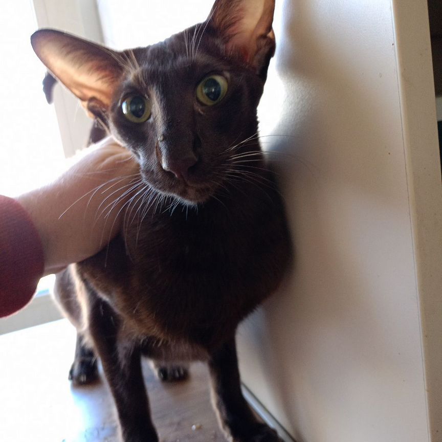 Ориентальная