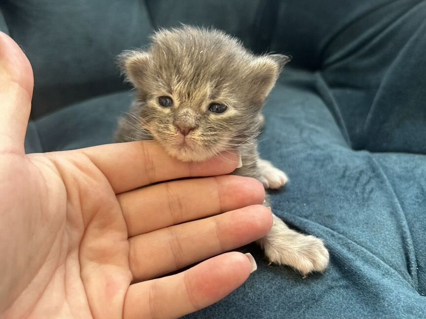 Котята Менй кун