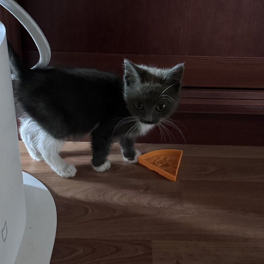 Котенок добрые руки