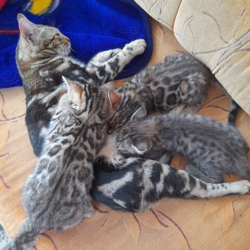 Продам бенгальского котенка