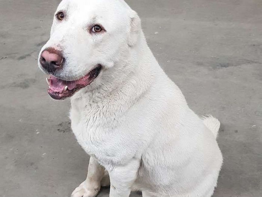 Сао (алабай) - кобель вязка