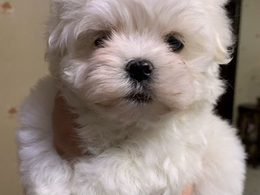 Мальтезе супер детки