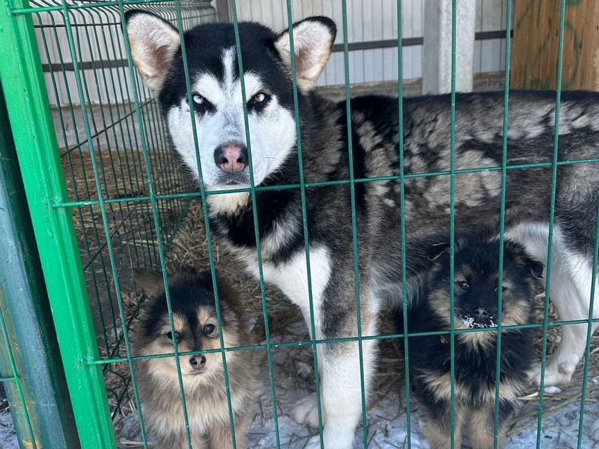 Щенки от домашней хаски в отлове. Нужен дом
