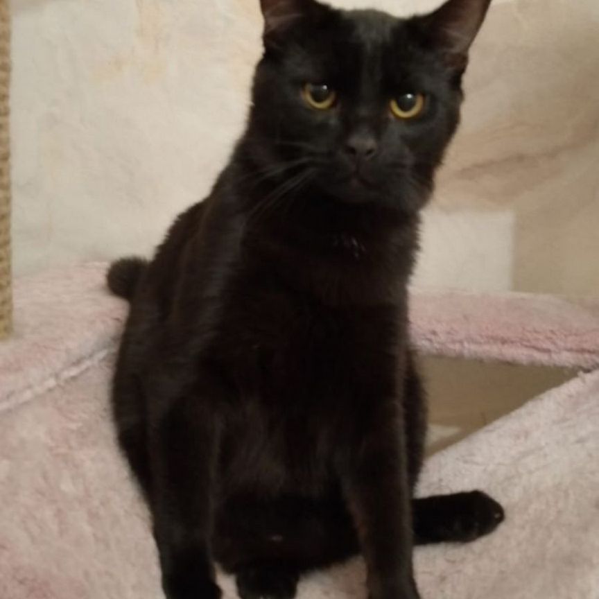 Чёрный котик,около 5 месяцев