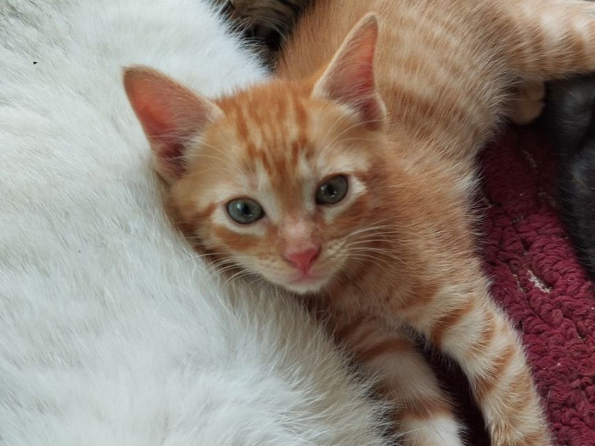 Рыжий котёнок. Мальчик