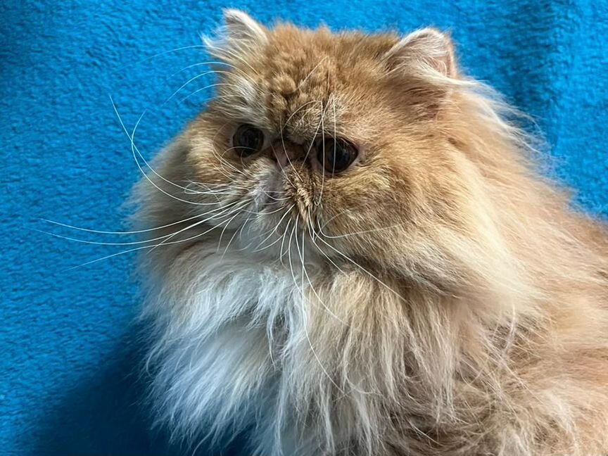 Персидский кот вязка