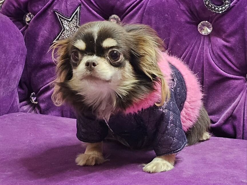 Чихуахуашечка