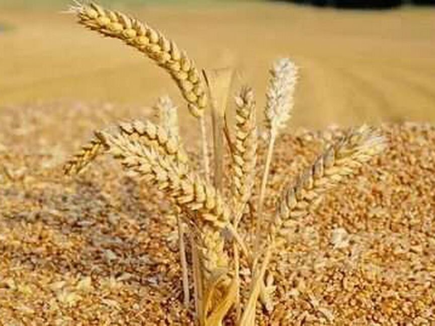 Зерно пшеница