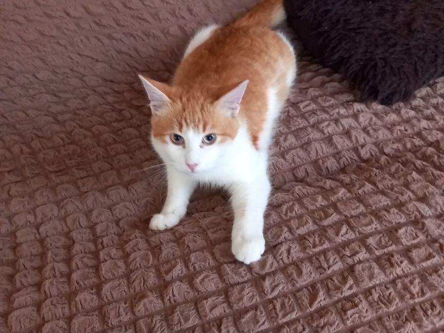 Котята в дар, в очень добрые руки