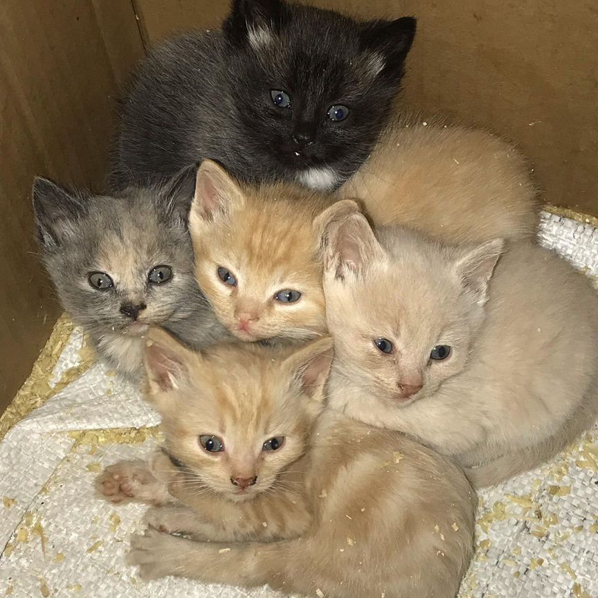 Котята бесплатно