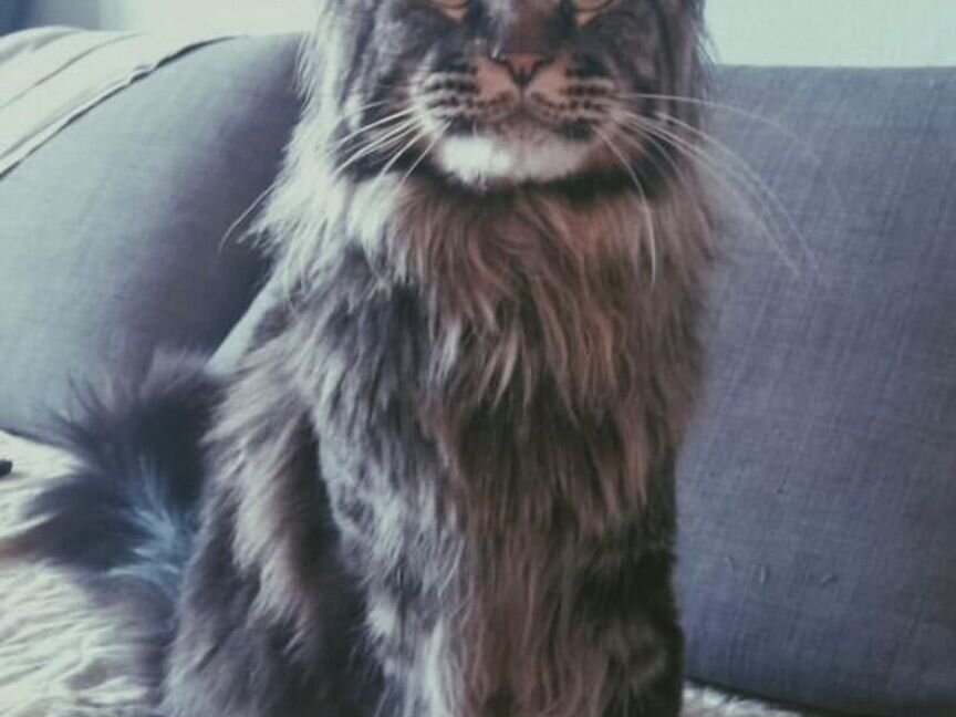 Котята мейн-кун